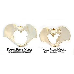 Male Pelvic Skeleton Anatomical Model, Medical Quality, Life Sized (11" x 9" x 5" Approx.)