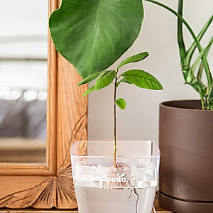 AvoSeedo Avocado Tree Growing Kit, Clear, Practical Gifts for Women, Mom, Sister & Best Friend, Plant Indoors with Novelty Pit Grower Boat & Kitchen Garden Seed Starter