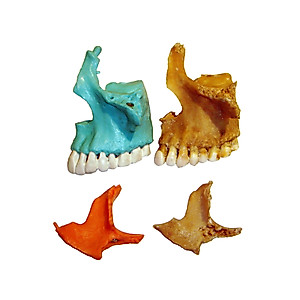 Human Medical Anatomical Adult Osteopathic Skull Model, 22-Part Didactic Colored