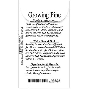 Big Pack Bonsai Tree Seeds - Japanese Black Pine Tree (150 Seeds), Pinus thunbergiana Pine Tree Seeds - Non-GMO Seeds by MySeeds.Co (Big Pack - Japanese Black Pine)