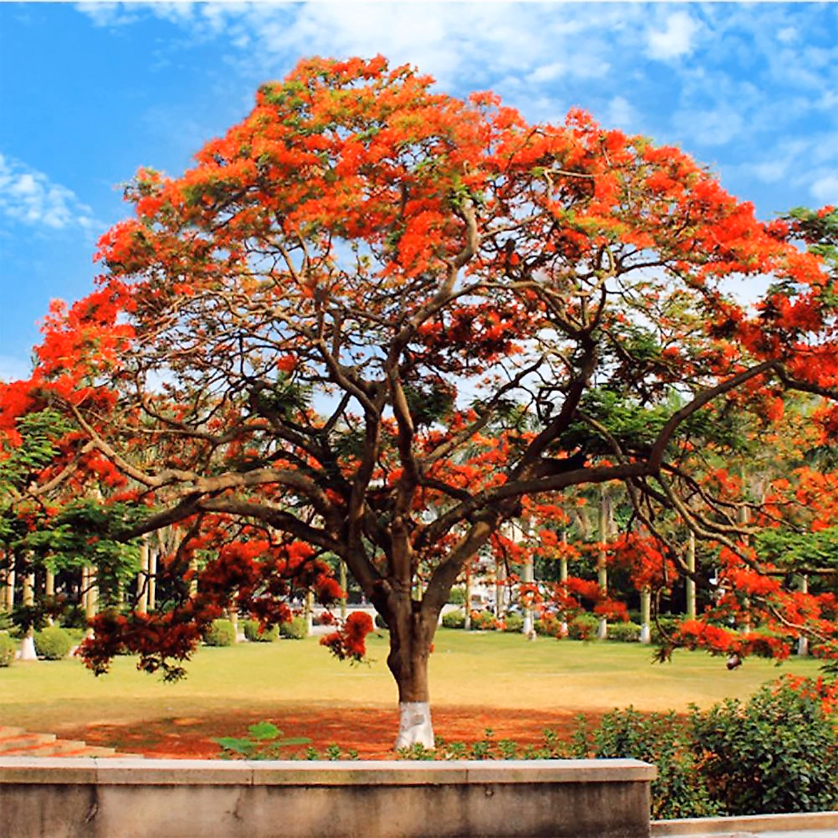 QAUZUY GARDEN 10 Flamboyant (Royal Poinciana) Delonix Regia Flame Tree Seeds, Non-GMO Heirloom Tree Seed, Striking Perennial Exotic Tropical Bonsai Accent Tree