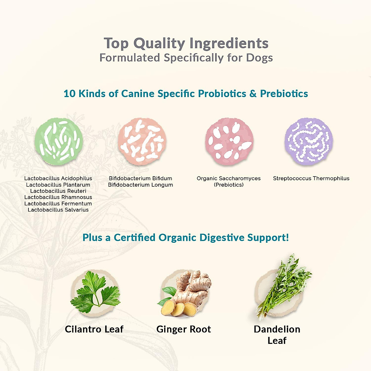 Dr. Dobias - GutSense, Advanced Prebiotic & Probiotics for Dogs, Canine-Specific Dog Probiotics, Dog Supplement for Healthy Digestion, Good Bowel Movement & Immune System, Pet Supplies, 60 Capsules