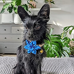 H&K Pet Pinwheel | Octopus Garden (Large) | Velcro Collar Accessory for Dogs/Cats | Fun Pet Pinwheel Collar Attachment | Cute, Comfortable Pet Accessory