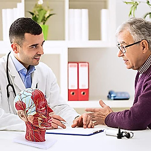 SKUMOD Study Model, 1:1 Human Head Superficial Neurovascular Model - Face Anatomy Medical Brain Neck Median Section Study Model, Teaching Tool