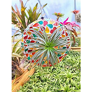 Large Air Plants - 1 Hybrid No. 1-4 to 6 Inch Air Plant - Color & Form Varies by Season - 30 Day Guarantee on Tillandsia from The Drunken Gnome (1, One Size 4-6")