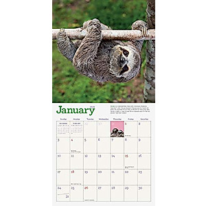 Original Sloths Wall Calendar 2021