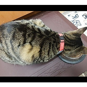 CooBigo 25pcs 3/8" (11mm) Cat-Head Plastic Safty Breakaway Buckles for Bra Cat Dog Collar Paracord FLC124(Mix-s)