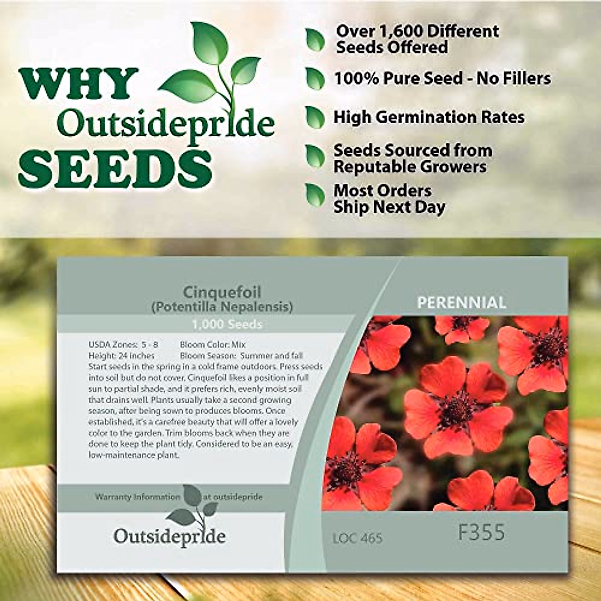 Outsidepride Cinquefoil Red Flowering Garden Flower Seeds - 2000 Seeds