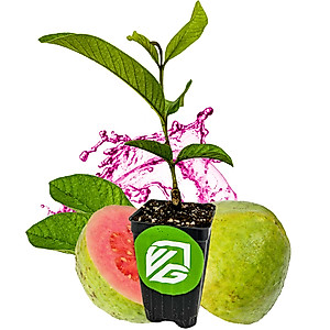 Barbie Pink Guava Tree Live Plant - Psidium guajava