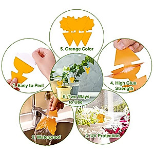 36 Pcs Gnat Sticky Traps for Plants, Fungus Gnat Sticky Trap Fruit Fly Traps for Indoors Orange House Plant Bug Sticky Gnat Killer Indoor, Flying Insect Traps Indoor and Outdoor Gnats Trap