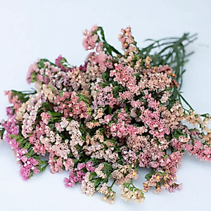 CHUXAY GARDEN Sunset Mix Limonium-Statice,Caspia,Sea-Lavender,Marsh-Rosemary 500 Seeds Great for Dried and Cut Flower Everlasting Flowers Fast Growing & Maintain