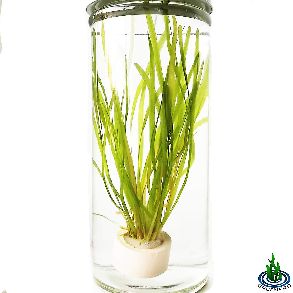 Jungle Val | Tall Vallisneria Spiralis 3-Bunch Freshwater Live Aquarium Plants Background Fish Tank Greenpro