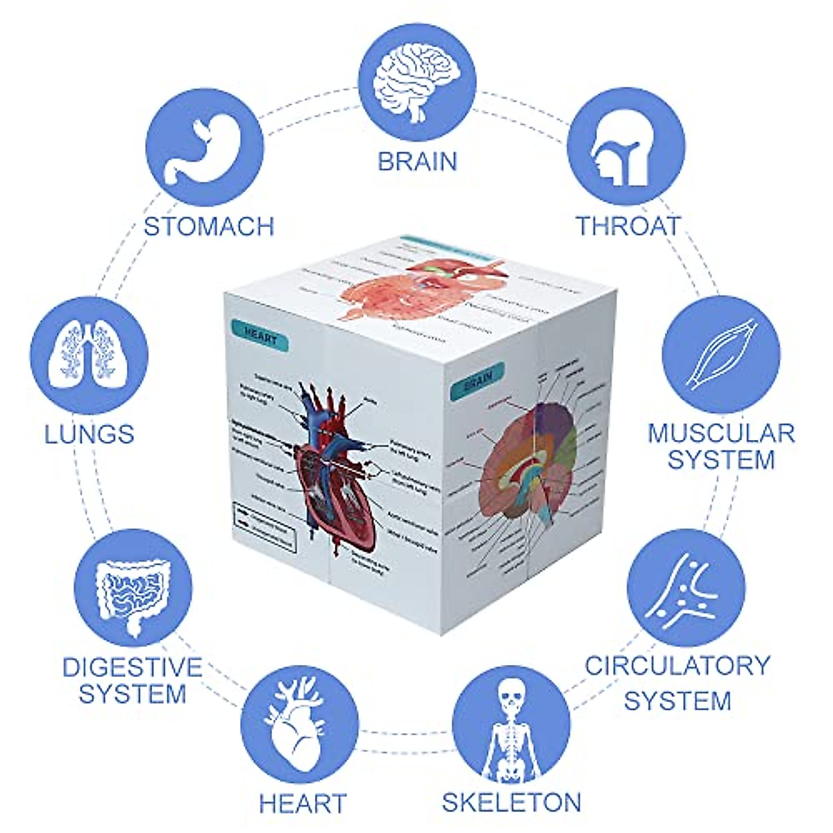 Aliwovo Venipuncture Practice kit Human Anatomy Study Cube