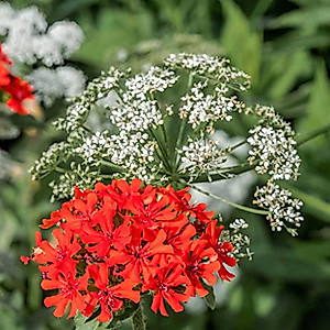 Maltese Cross Seeds - 1 Pound - Red Flower Seeds, Heirloom Seed Attracts Bees, Attracts Butterflies, Attracts Hummingbirds, Attracts Pollinators, Fragrant, Container Garden