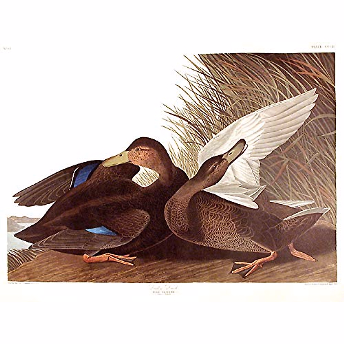 Dusky Duck. From"The Birds of America" (Amsterdam Edition)
