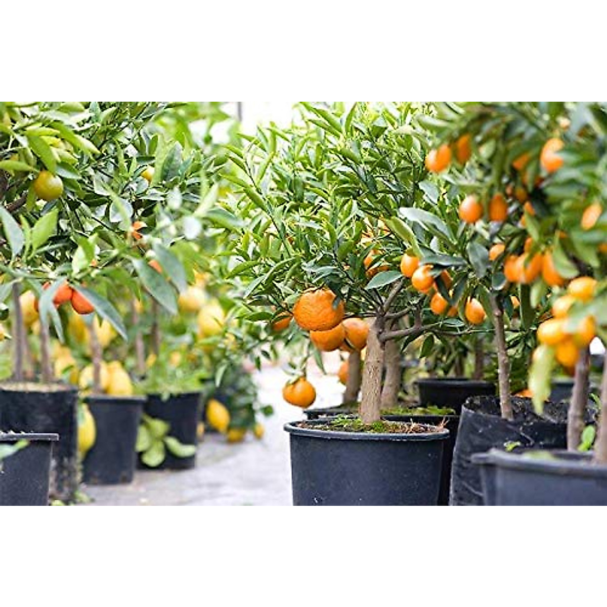 GARDENERA Citrus Tree Potting Soil Mix, Special Blend for Indoor Oranges, Lemons, Limes and More - (1 Quart Bag)