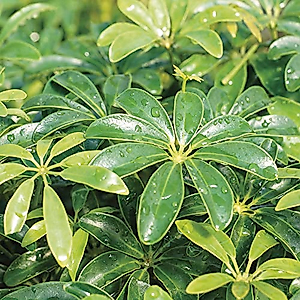 Brussel's Live Dwarf Hawaiian Umbrella Indoor Bonsai Tree - 4 Years Old; 8" to 12" Tall with Decorative Container, Humidity Tray & Deco Rock