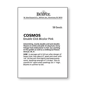 Burpee Double Click Bicolor Pink Cosmos Seeds 50 seeds