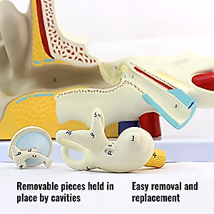 VEVOR Human Ear Anatomy Model, 5 Times Enlarged Human Ear Model, PVC Plastic Anatomical Ear Model for Education, Human Ear Anatomy Displaying Outer, Middle, Inner Ear with Base, 3pcs (2 Removable)