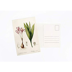 Vintage Collection Postcard Set: Pack of 30 Retro Style Botanical, Nature and Ephemera Postcards by Wintertime Crafts