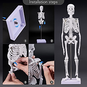 17.7" Human Skeleton Model Anatomical Mini Skeleton Model with Metal Stand, Anatomy Skeleton Model Small with Removable Arms and Legs for Dental Office, Science Lab and Classroom