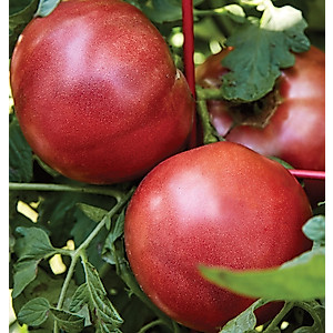 Burpee 'Cherokee Purple' Heirloom , Large, Rich Flavor Slicing Tomato , 50 Non-GMO Seeds