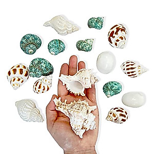 15PCS Hermit Crab Shells (5 Types) Natural Hermit Crab Shells, for Small to Large Hermit Crab Turbo Shells Hermit Crab Supplies