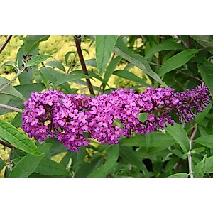 Greenwood Nursery: Live Shrub Plants - Royal Red Butterfly Bush + Buddleja/Buddleia Davidii - [Qty: 2X Pint Pots] - (Click for Other Available Plants/Quantities)
