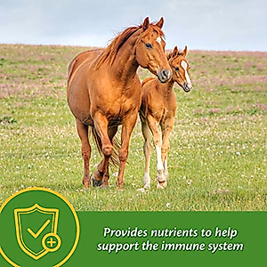 Farnam Grow Colt Supplement for Growth & Development, Supports Normal, consistent Growth in First Years of foal's Life, 7.5 lbs, 60 Day Supply