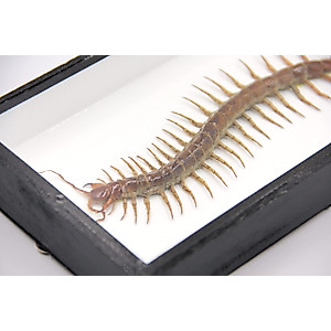 TAXIBUGS Real Centipede Millipede Scolopendra MORSITANS Taxidermy Insect in 3D Wooden Frame (White Background, Black Wooden Box)