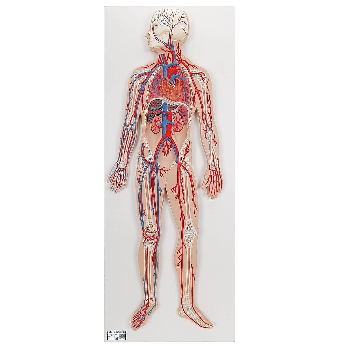 3B Scientific G30 Circulatory System - 3B Smart Anatomy