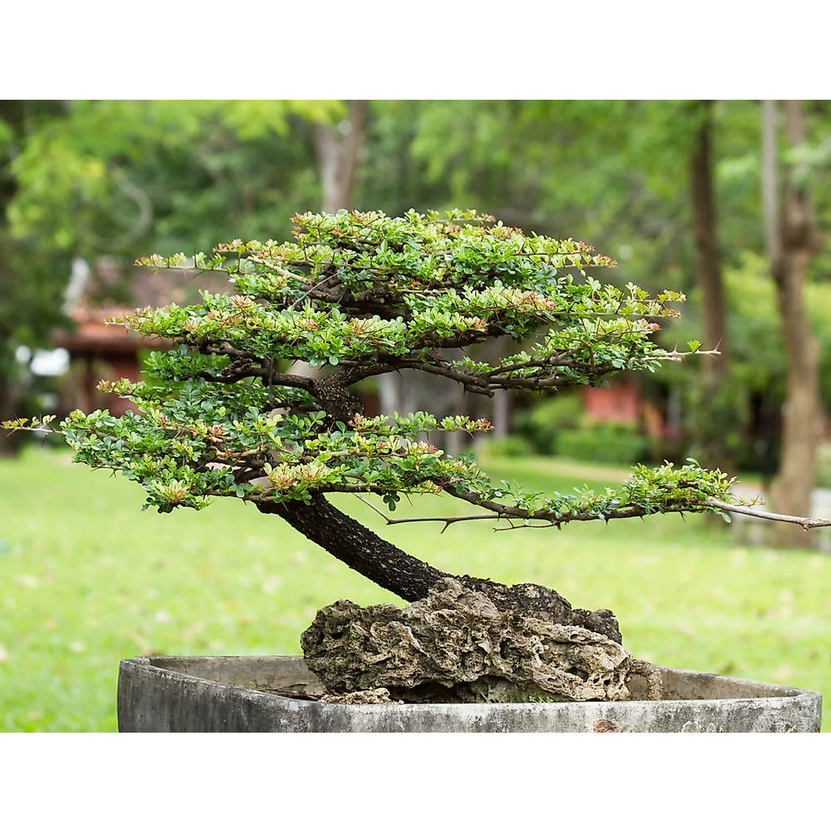 Money Plant Bonsai Tree Seeds -30 Seeds - Weeping Fig - Ficus benjamina, Excellent Indoor Plant - Money Plant Seeds