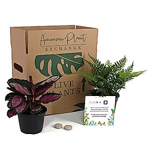 American Plant Exchange Subscription Box, 2 Live House Plants, 2 Fertilizer Tabs, and a 3-Month Greg App Subscription, Plant Pots for Home and Garden Decor, 4" Pots