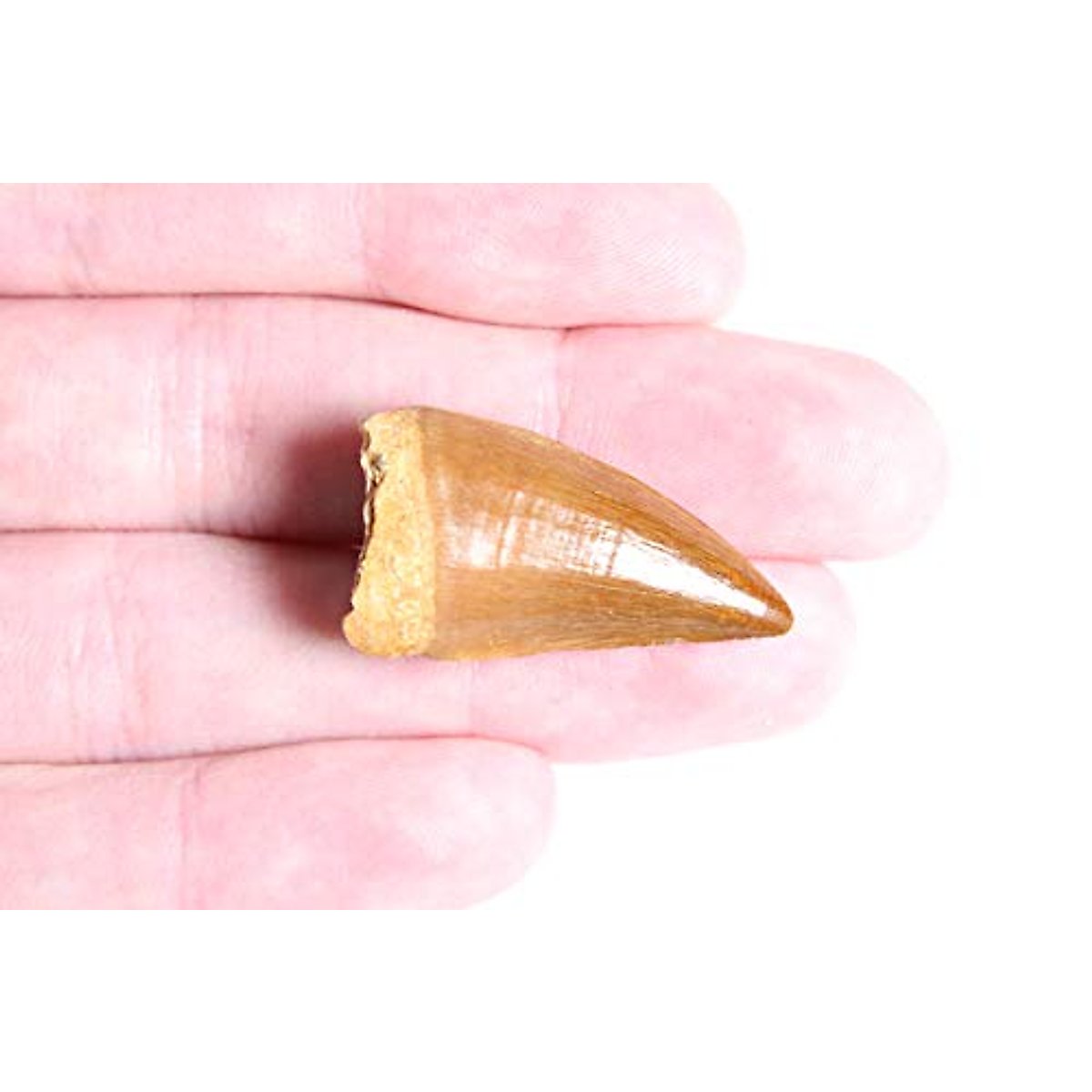 Real Mosasaurus Tooth Fossil - Authentic Dinosaur Tooth Specimen - Dey Designs Certificate of Authenticity