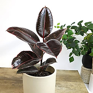6" Ficus Ruby, Variegated Rubber Plant, Real House Plants, Desk Plants Live, Plant Decor for Bedroom, Floor Plants, Real Plants Indoor Live Plants Indoor Plants Live Houseplants by Plants for Pets