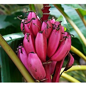 Dwarf Pink Banana Tree Seeds for Planting (5 Seeds) - Musa velutina