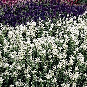 Outsidepride Salvia Horminum White Swan Clary Garden Cut Flowers Great for Dried Arrangements, Vases, Bouquets- 1000 Seeds