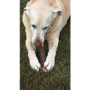 1-X Large Antler, Split, Single Pack - XL All Natural Premium Grade A. Antler Chew. Naturally Shed, Hand-Picked, and Made in The USA. NO Odor, NO Mess. Guaranteed Satisfaction. for Dogs 45+LBSL