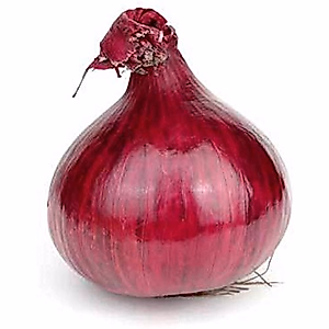 Red Grano Onion Seeds for Planting, 300+ Heirloom Seeds Per Packet, (Short Day) Non GMO Seeds, (Isla's Garden Seeds), Botanical Name: Allium cepa