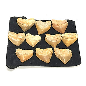 Zentron Crystal Collection Corax Shark Teeth Squalicorax Fossil Tooth 1" (10)