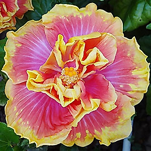 QAUZUY GARDEN 10 Seeds Double Pink Yellow Hibiscus Seeds for Planting- Hardy Exotic Perennial Garden Flower Seeds-Easy to Grow & Maintain