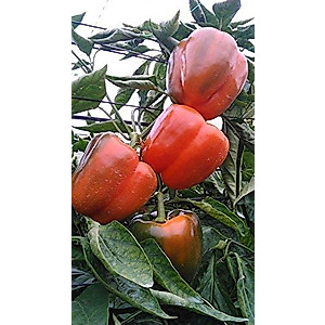 Bell Pepper Seeds for Planting - California Wonder - Heirloom Non-GMO Pepper Seeds for Planting - 100 Seeds - Sweet Pepper Matures from Green to Red by RDR Seeds