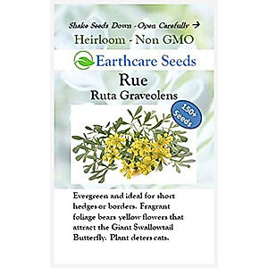 Earthcare Seeds Rue 150 Seeds (Ruta Graveolens) Heirloom - Non GMO - Open Pollinated