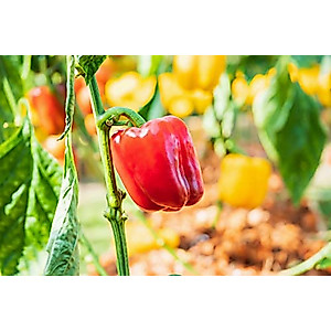 Rainbow Blend Sweet Bell Pepper Seeds, 50+ Heirloom Seeds Per Packet, (Isla's Garden Seeds), Non GMO Seeds