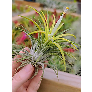 Live Air Plants - Ionantha Druid - 2 to 3 Inch Air Plant - Color & Form Varies by Season - 30 Day Guarantee on Tillandsia from The Drunken Gnome (One Size 2-3") (1)