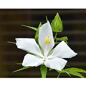 Hibiscus coccineus Alba | White & Texas Star | Rose Mallow | 10_Seeds