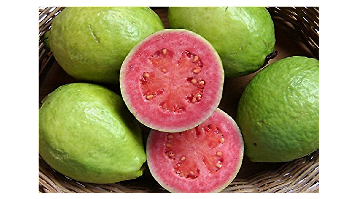 50 Guava Tree Seeds | Grow Fast Growing Edible Fruit