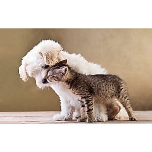 Hip and Joint cat - PET Hip and Joint Care - for Cats and Dogs - Healthy Choice - Chewy Treat - cat Liver Support - 3 Bottle (360 Chews)