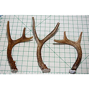 Small Whole Deer Antler Dog Chew, For Small to Medium Size Dogs and Puppies - 6 to 11 Inches Long - Big Dog Antler Chews Brand