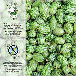 Seed Needs, Cucamelon/Mexican Sour Gherkin Seeds for Planting (Melothria scobra) Heirloom, Non-GMO & Untreated (2 Packs)
